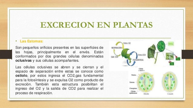 Excrecion en plantas