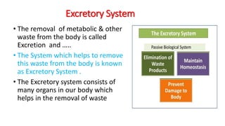 Excrectory system | PPTX