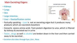 Excrectory system | PPTX
