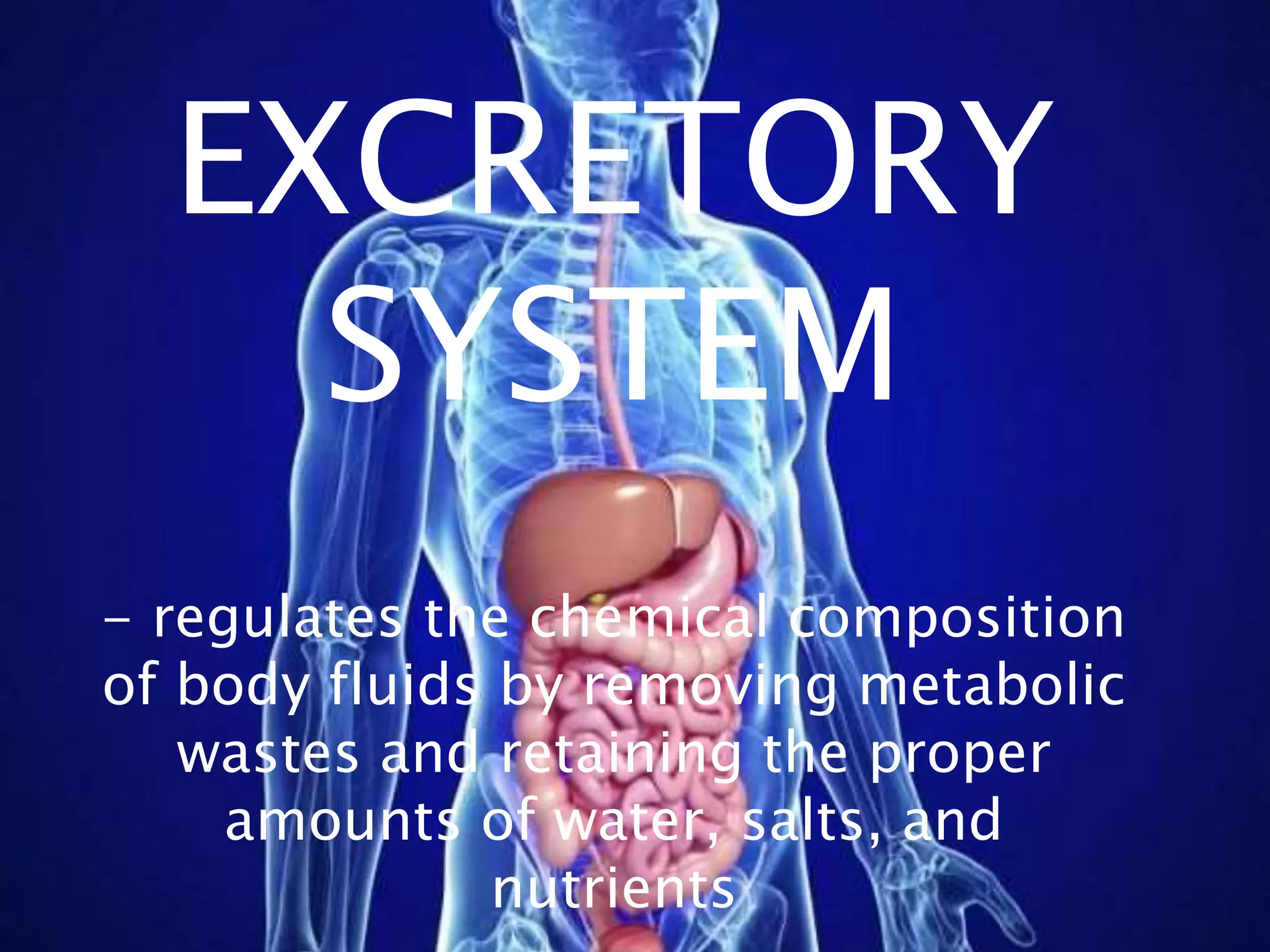 Excretory System | PPT