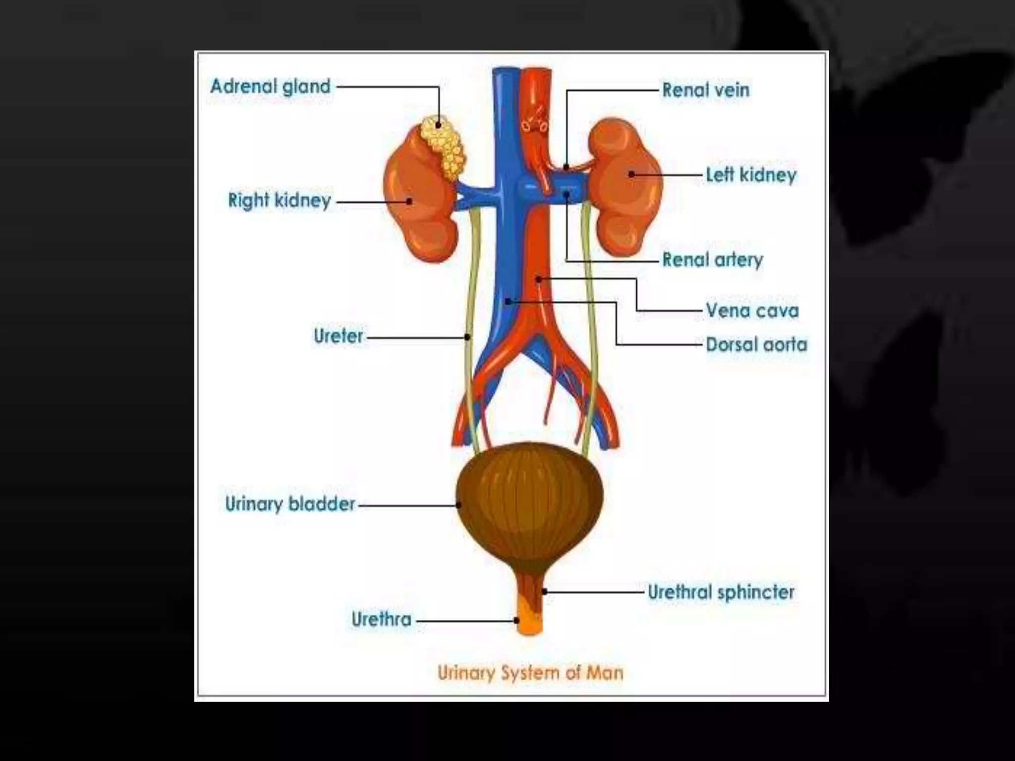 Excretory System | PPT