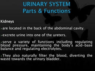 Excretory System | PPT