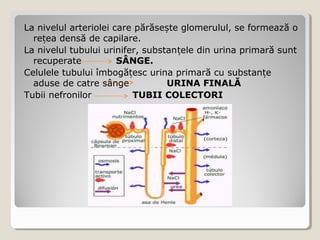 Excretia | PPT
