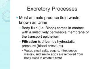 Excretion | PPT