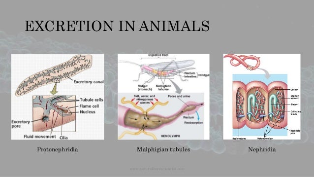 Excretion