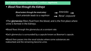 Excretion & osmoregulation. | PPTX
