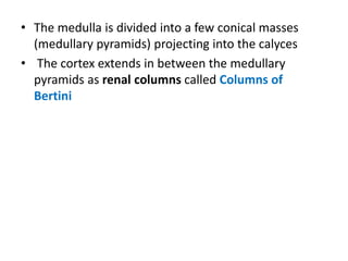 Excretory System | PPT