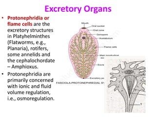 Excretory System | PPT