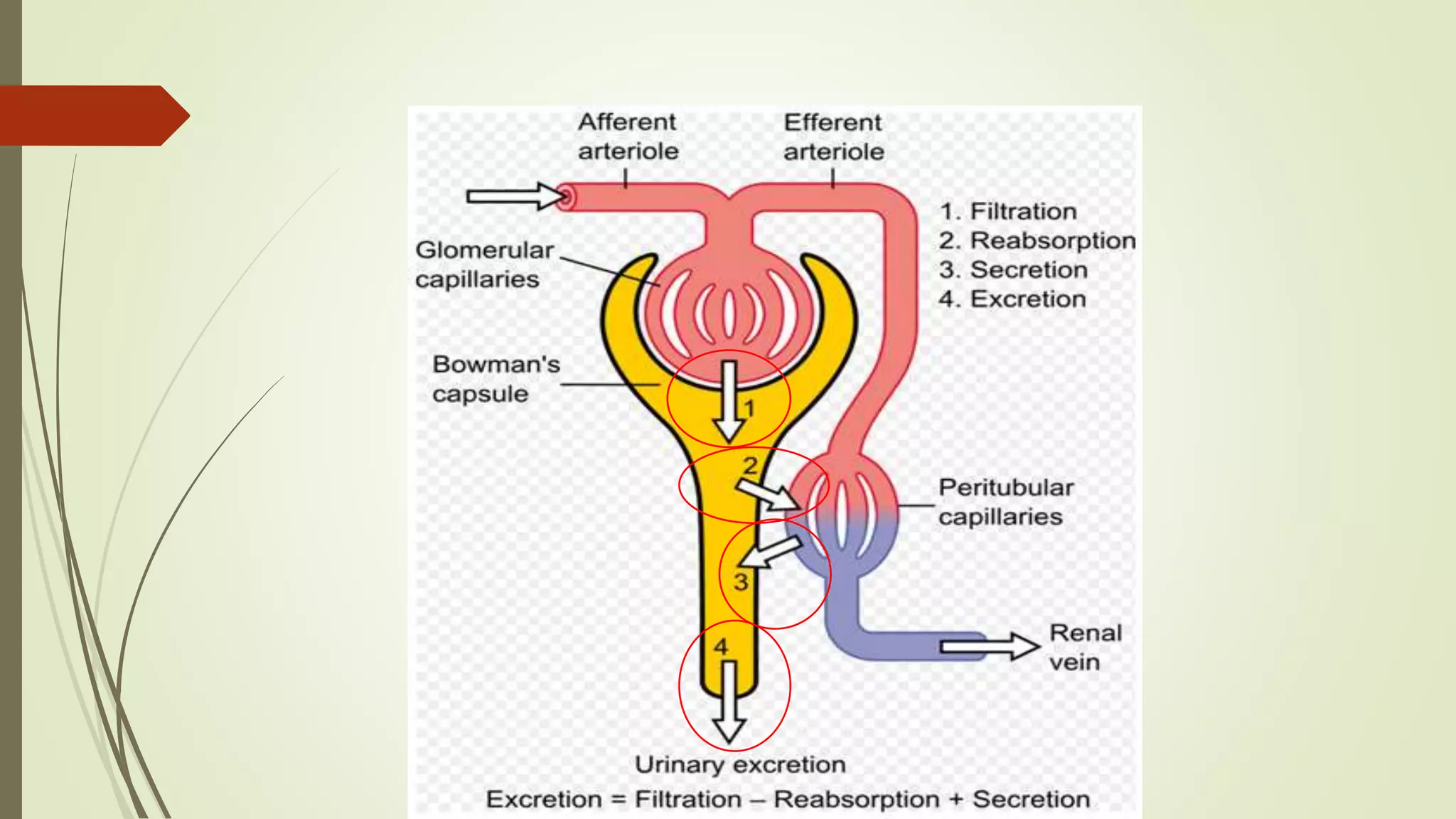 Drug Excretion | PPT
