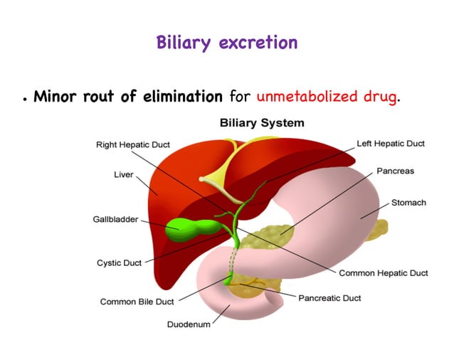 Drug Excretion.pdf
