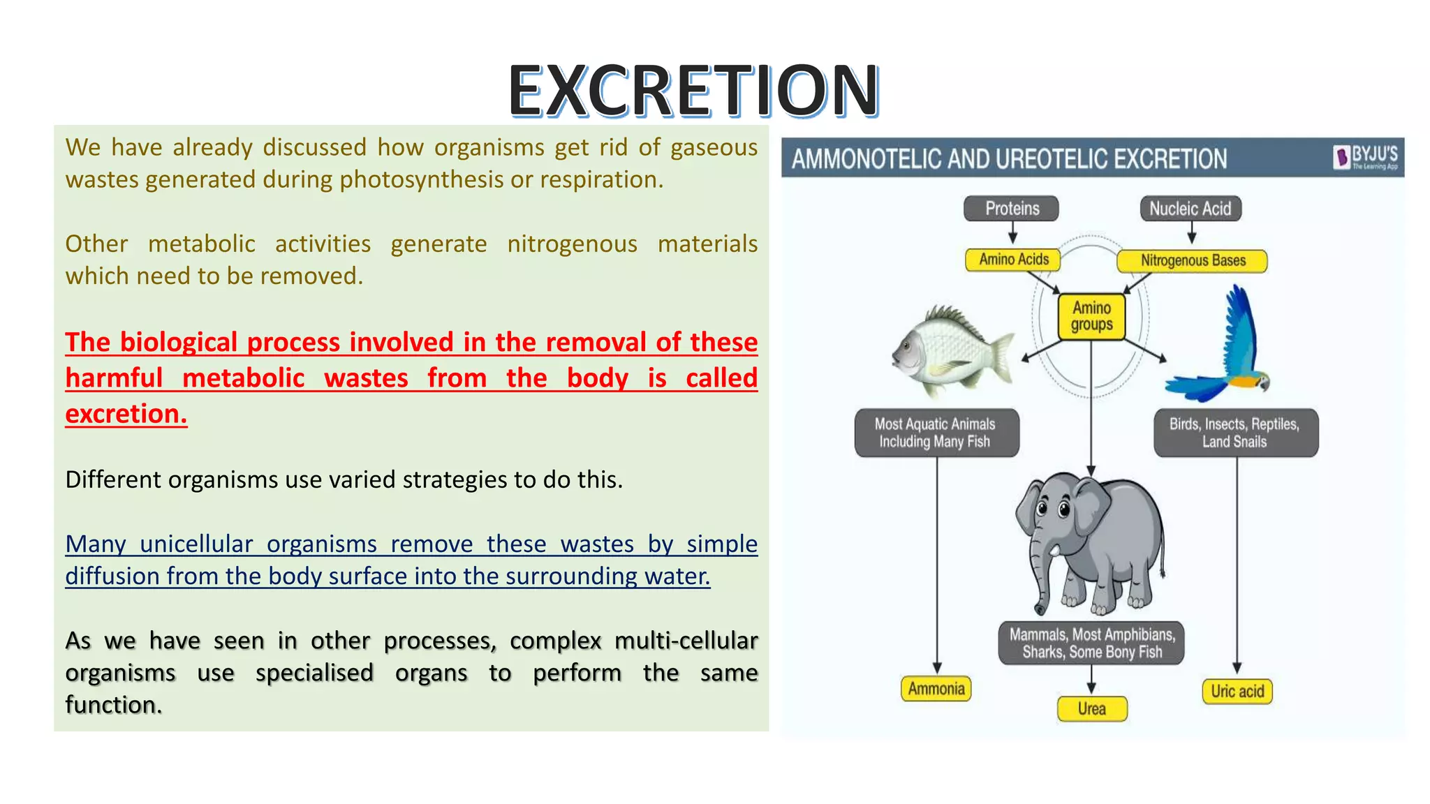 EXCRETION.pptx