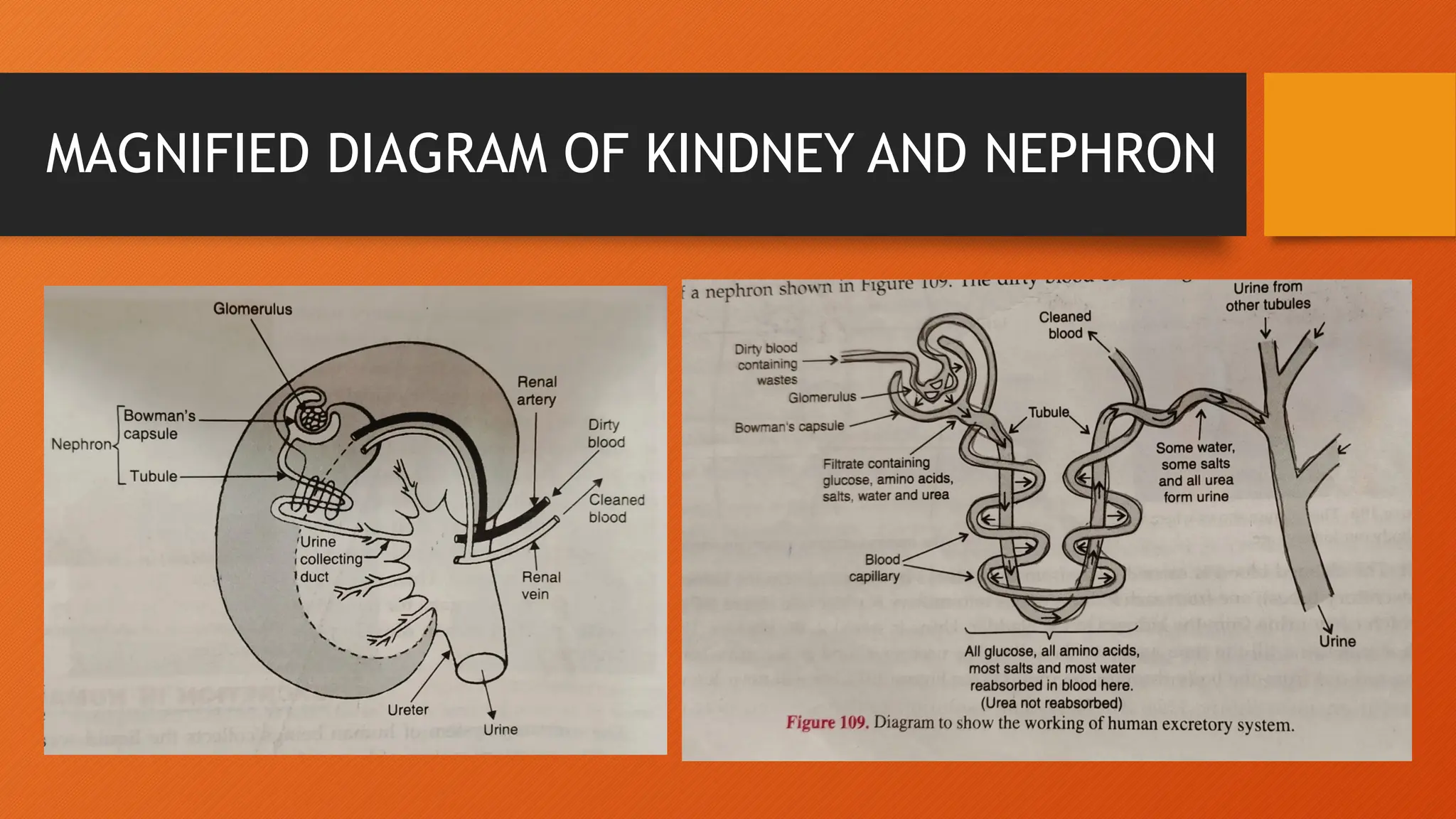 excretion in Plants, Animal & Human.pptx