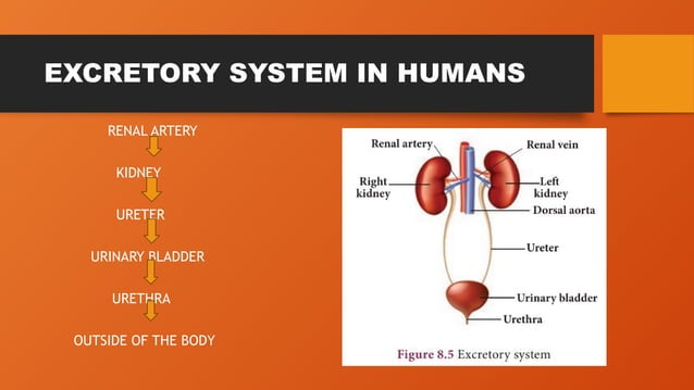 excretion in Plants, Animal & Human.pptx