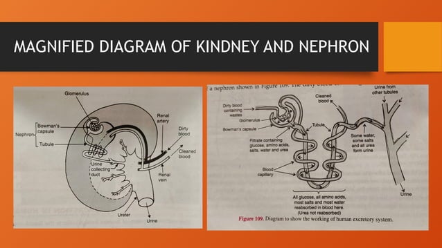 excretion in Plants, Animal & Human.pptx