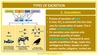 topic biology presentation for high level students excretion | PPSX