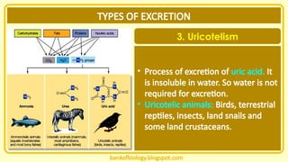 topic biology presentation for high level students excretion | PPSX