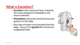 IGCSE Excretion-in-humans and kidneys-.pptx