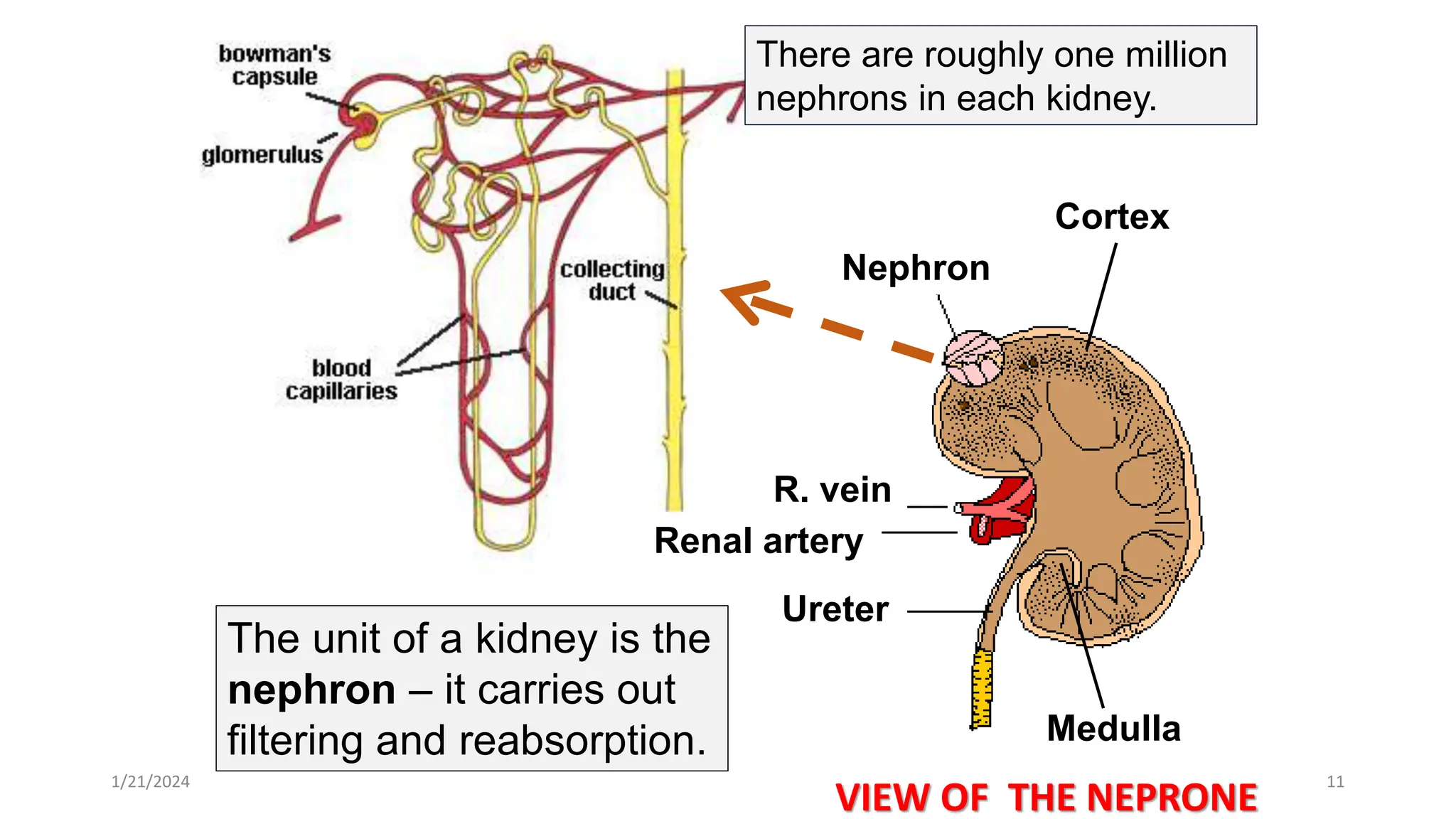Excretion-in-humans-igcse.pptx