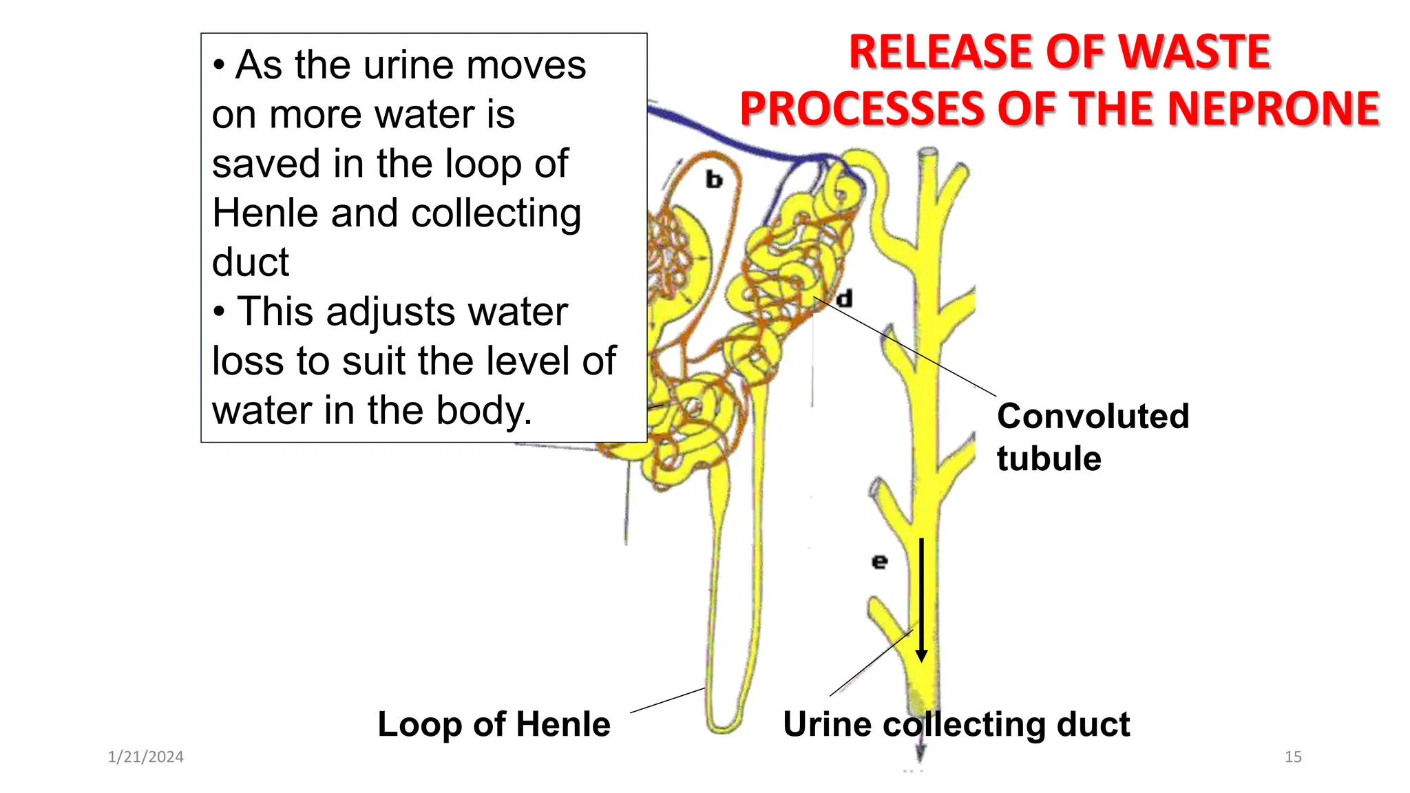 Excretion-in-humans-igcse.pptx
