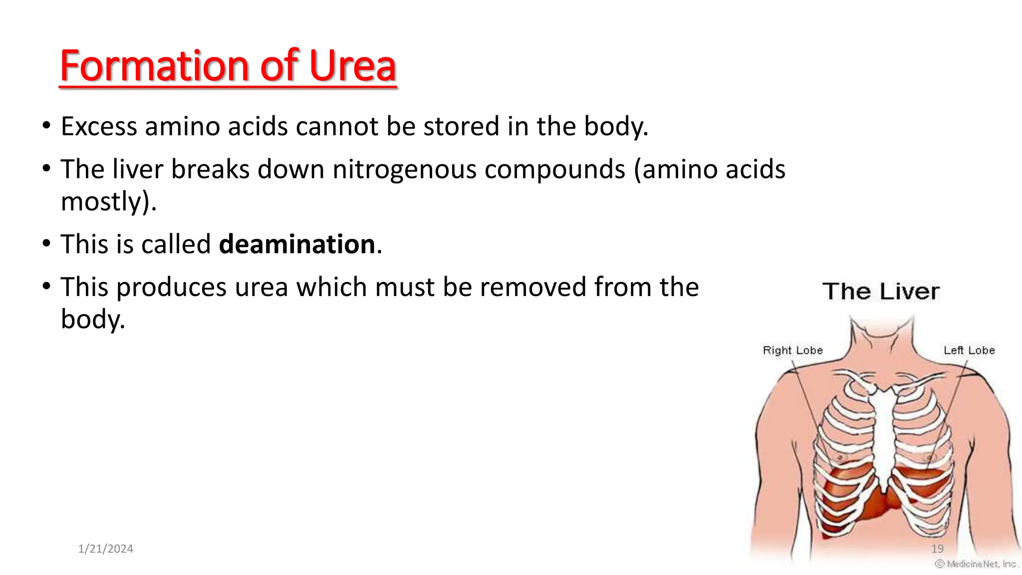 Excretion-in-humans-igcse.pptx