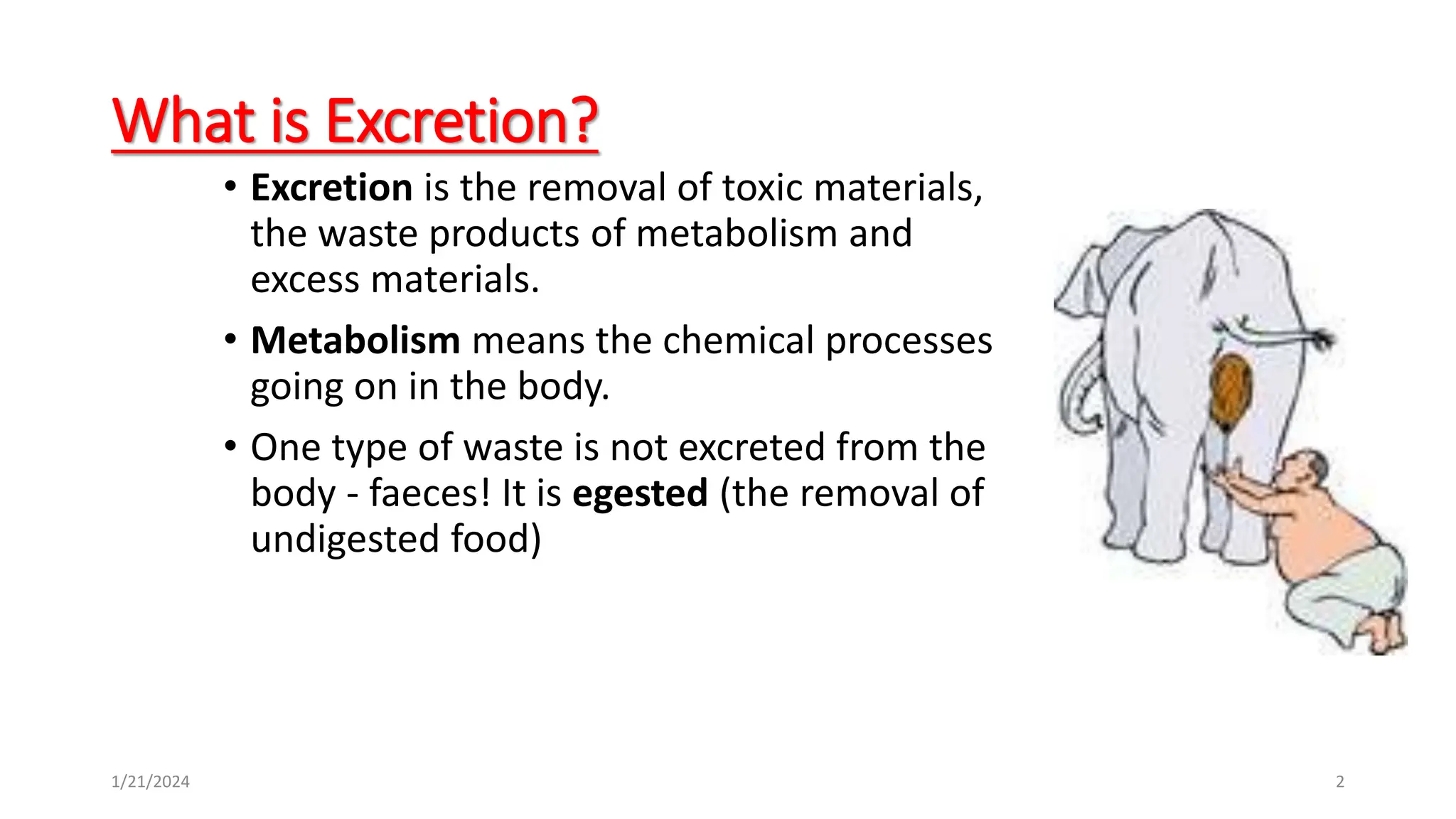 Excretion-in-humans-igcse.pptx
