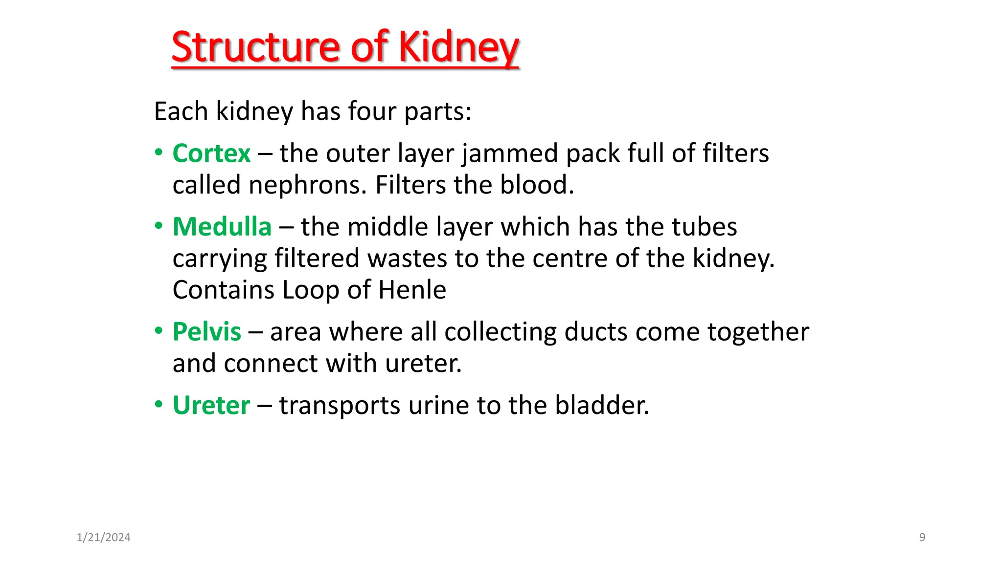 Excretion-in-humans-igcse.pptx