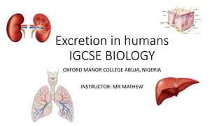Excretion-in-humans-igcse.pptx