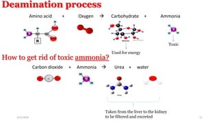 Excretion-in-humans-igcse.pptx