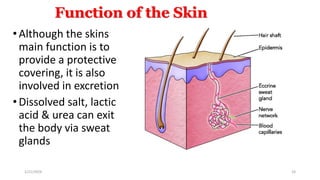 Excretion-in-humans-igcse.pptx