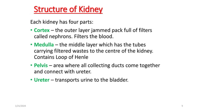 Excretion-in-humans-igcse.pptx