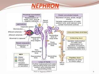 Excretion renal and non-renal | PPT
