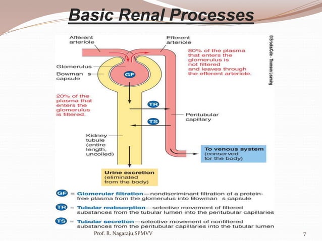 Excretion renal and non-renal | PPT