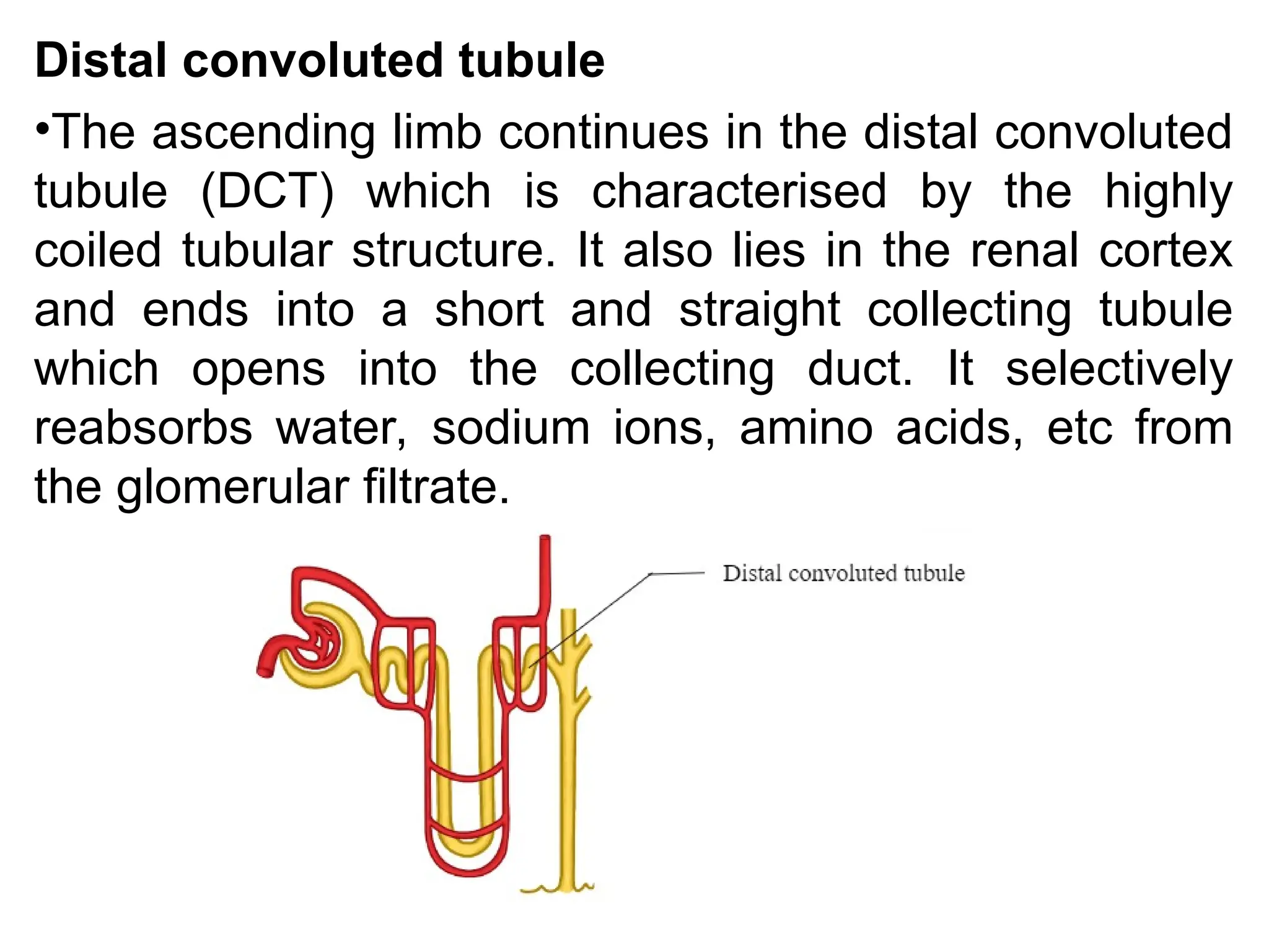 Excretion - Structure of Nephron and its detailed description. | PPT