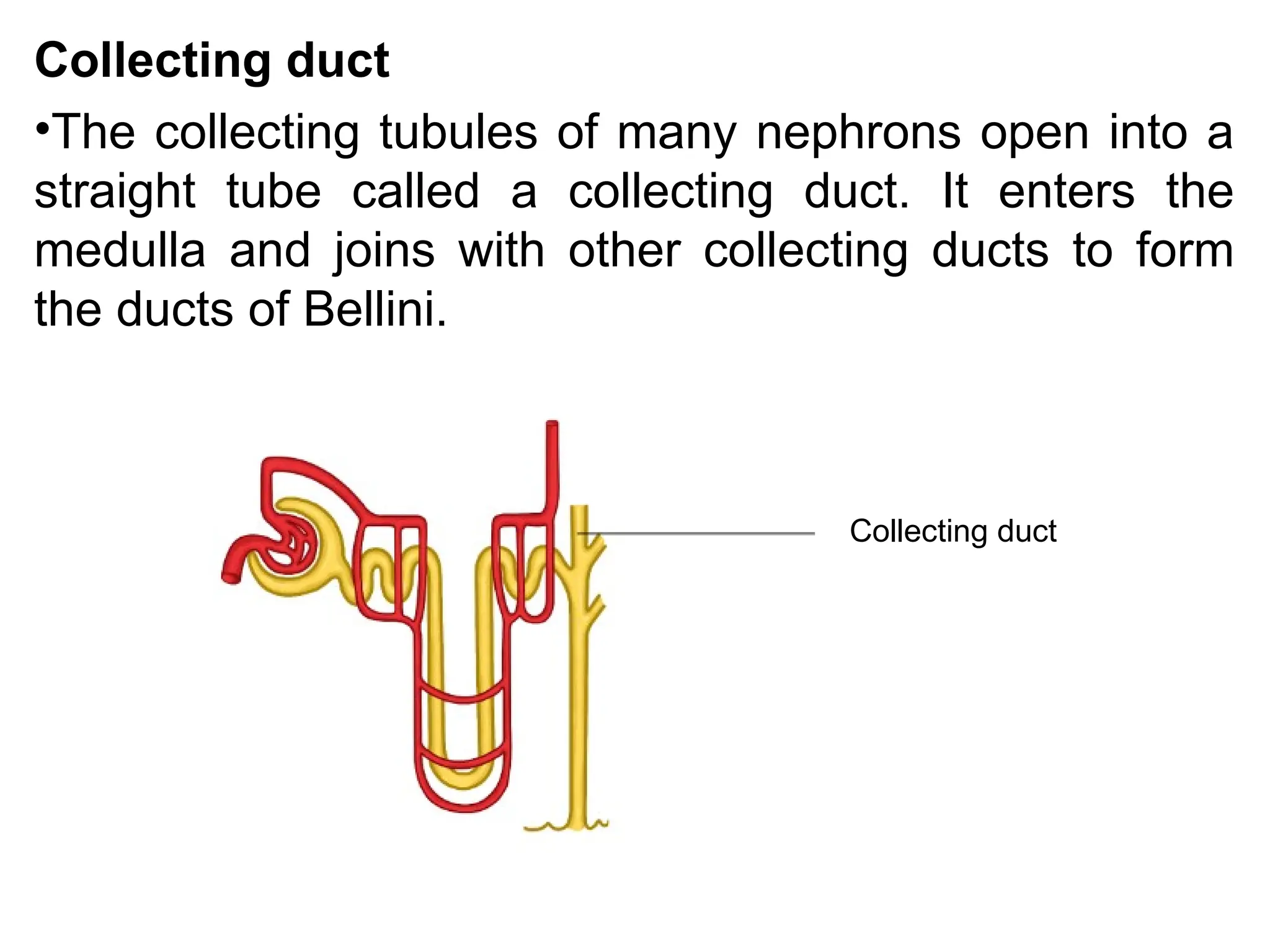 Excretion - Structure of Nephron and its detailed description. | PPT
