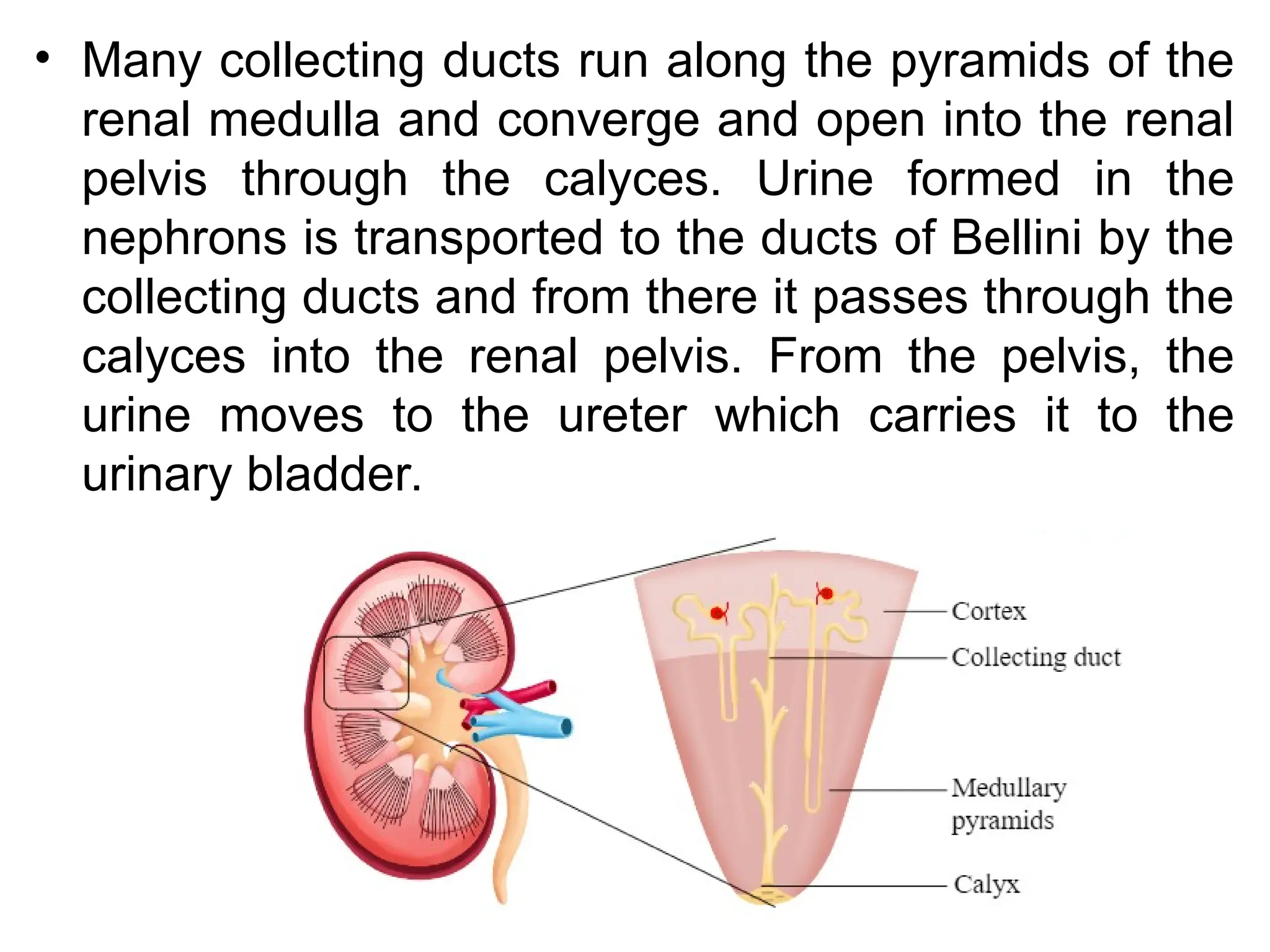 Excretion - Structure of Nephron and its detailed description. | PPT