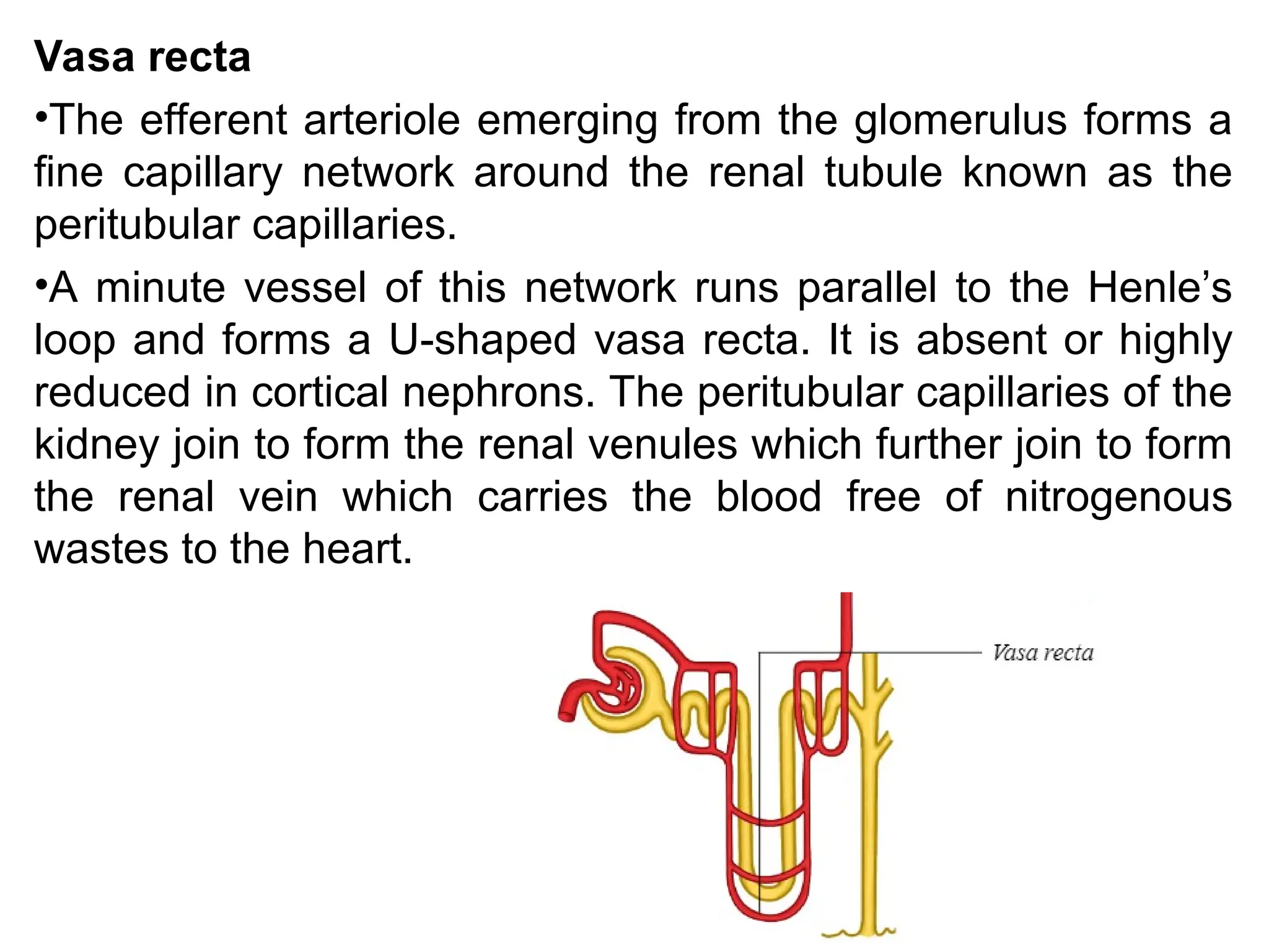Excretion - Structure of Nephron and its detailed description. | PPT