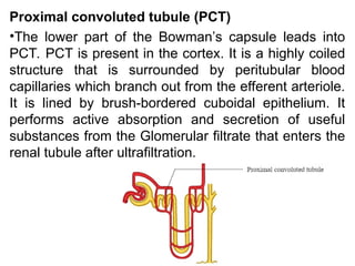 Excretion - Structure of Nephron and its detailed description. | PPT