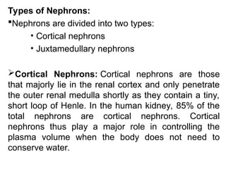 Excretion - Structure of Nephron and its detailed description. | PPT