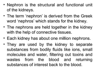 Excretion - Structure of Nephron and its detailed description. | PPT