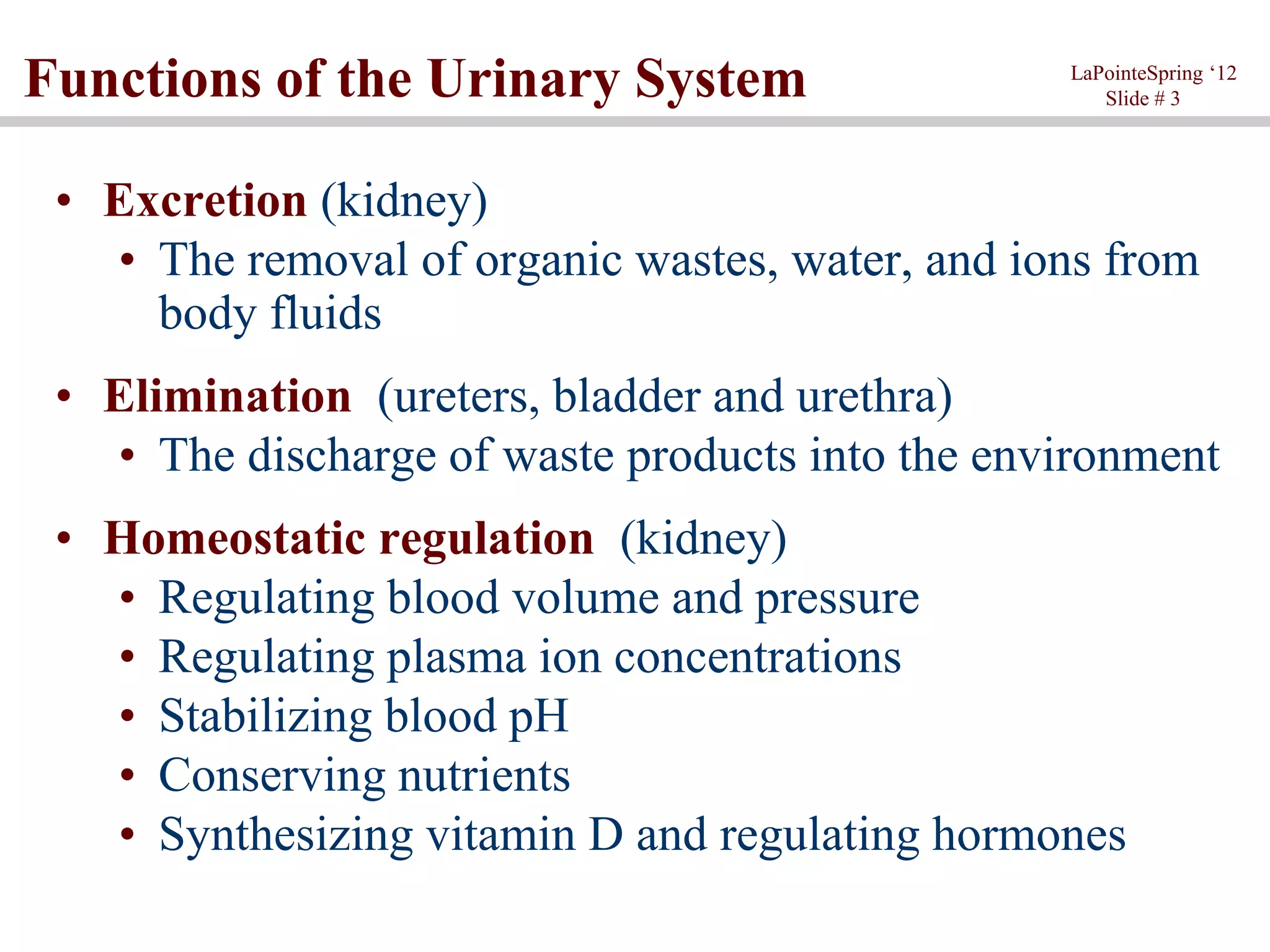 Excretory system renal physiology | PPT