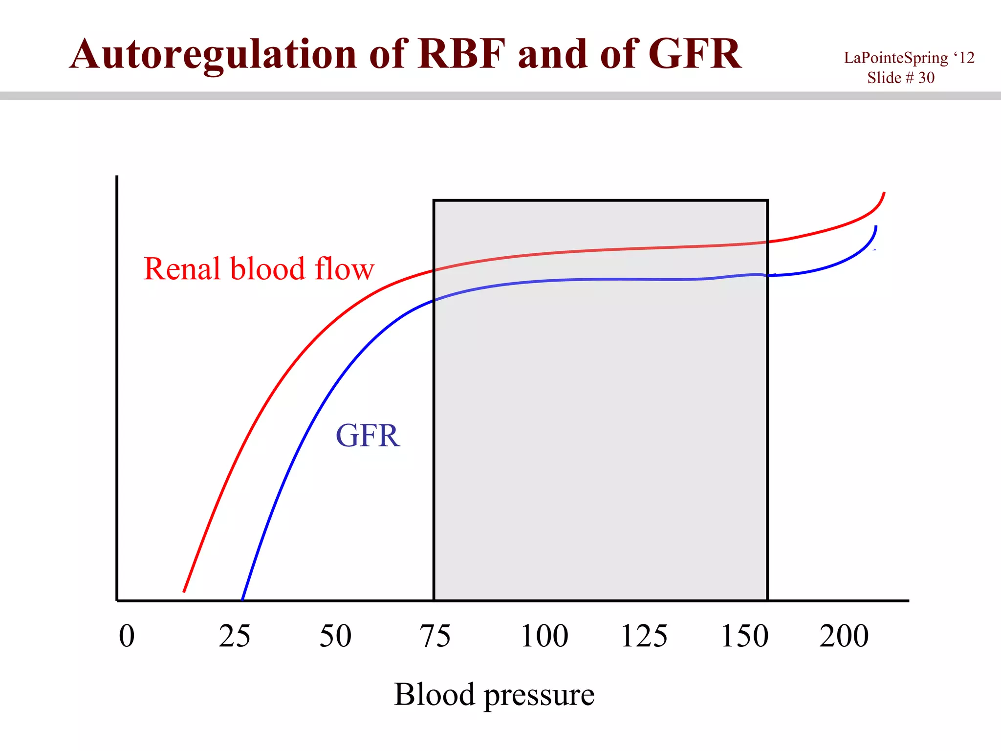 Excretory system renal physiology | PPT