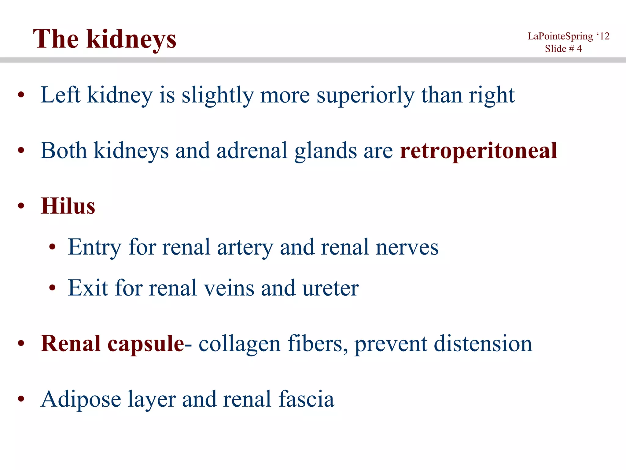 Excretory system renal physiology | PPT
