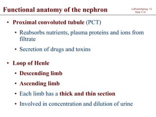 Excretory system renal physiology | PPT