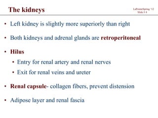 Excretory system renal physiology | PPT