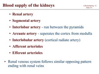 Excretory system renal physiology | PPT