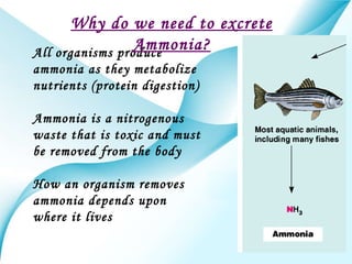Excretion | PPT