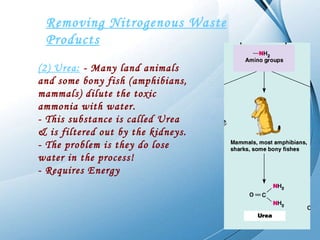 Excretion | PPT | Chemistry | Science