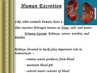 Excretion | PPT