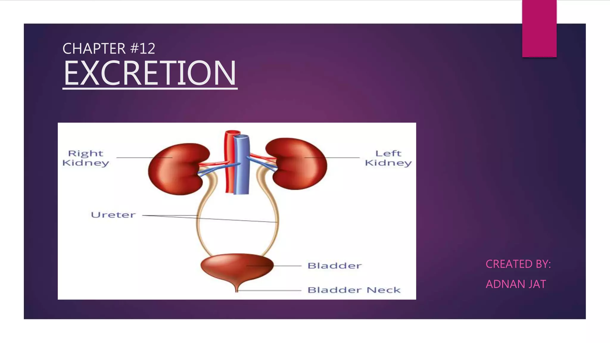 Excretion 9th ppt notes | PPTX
