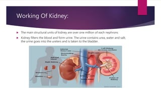 Excretion 9th ppt notes | PPTX
